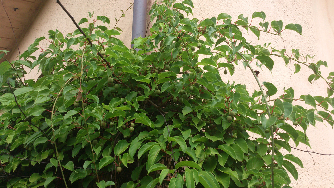 DSC 1802 — Postimages