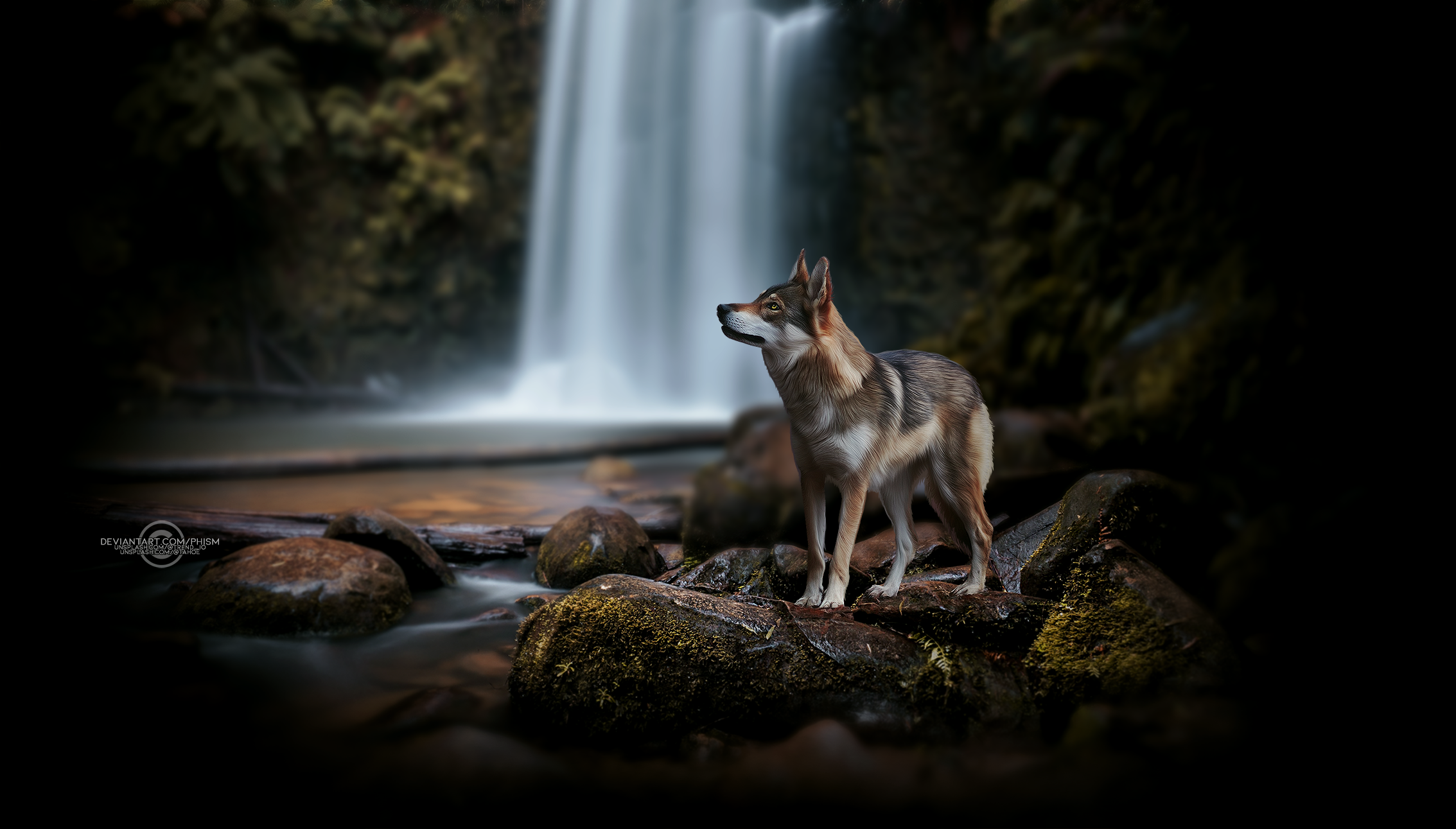 62820 wolf — Postimages