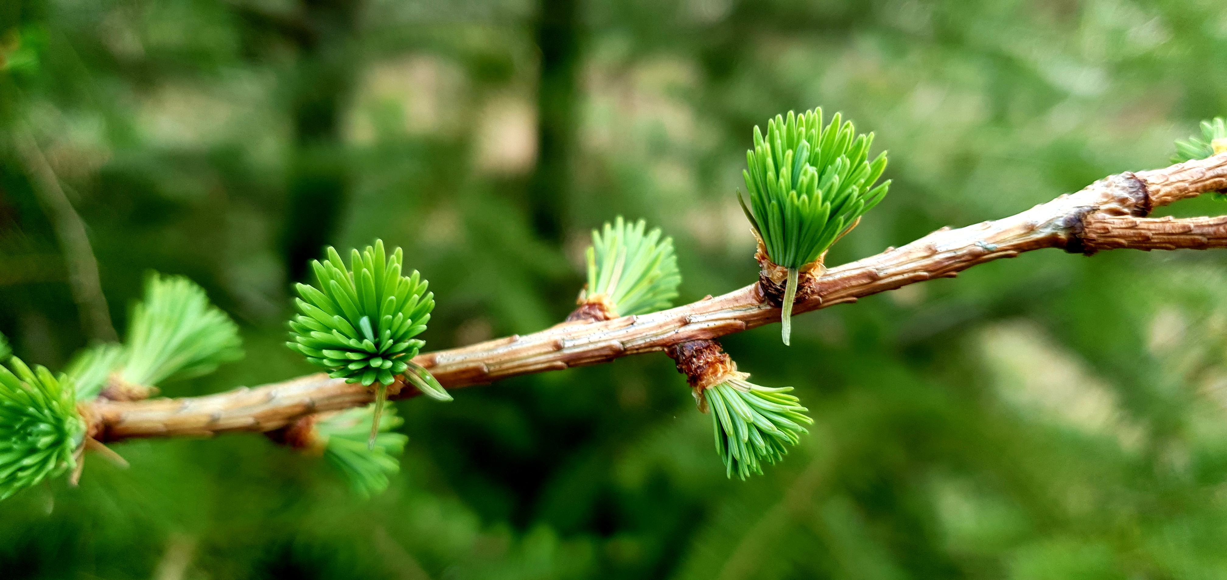 Spring — Postimages