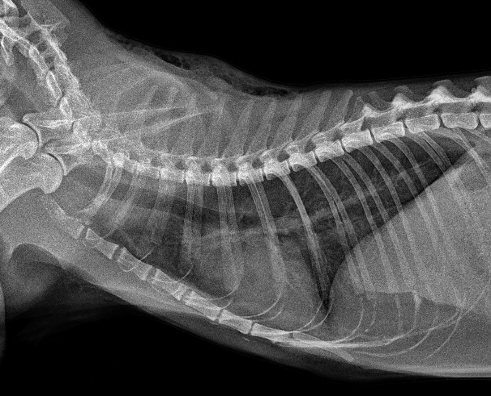 DX005499 1 — Postimages