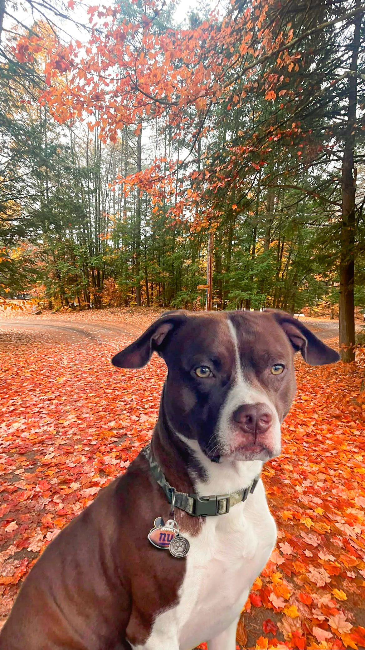 dog and leaves — Postimages