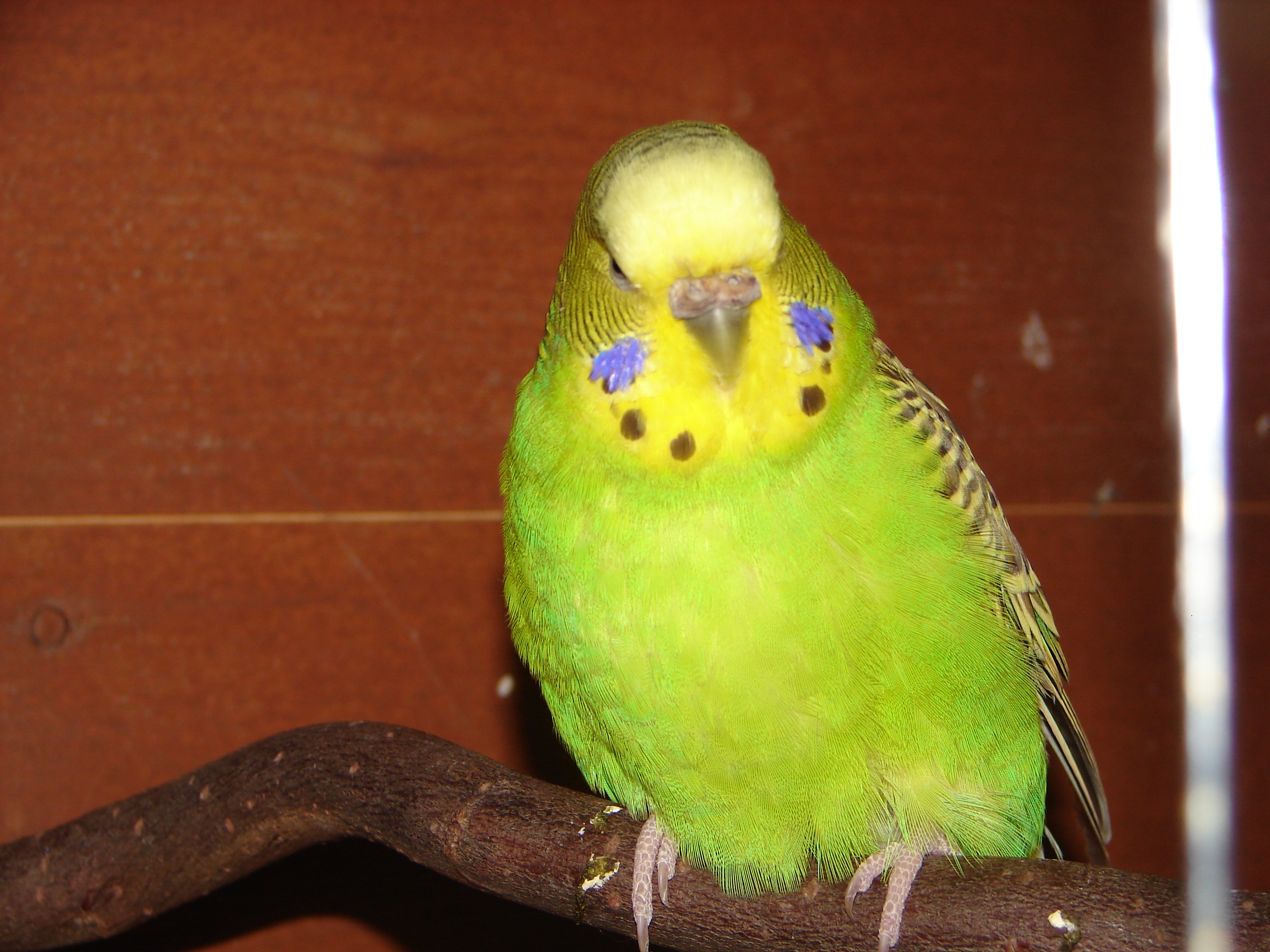 Birds 197 — Postimages