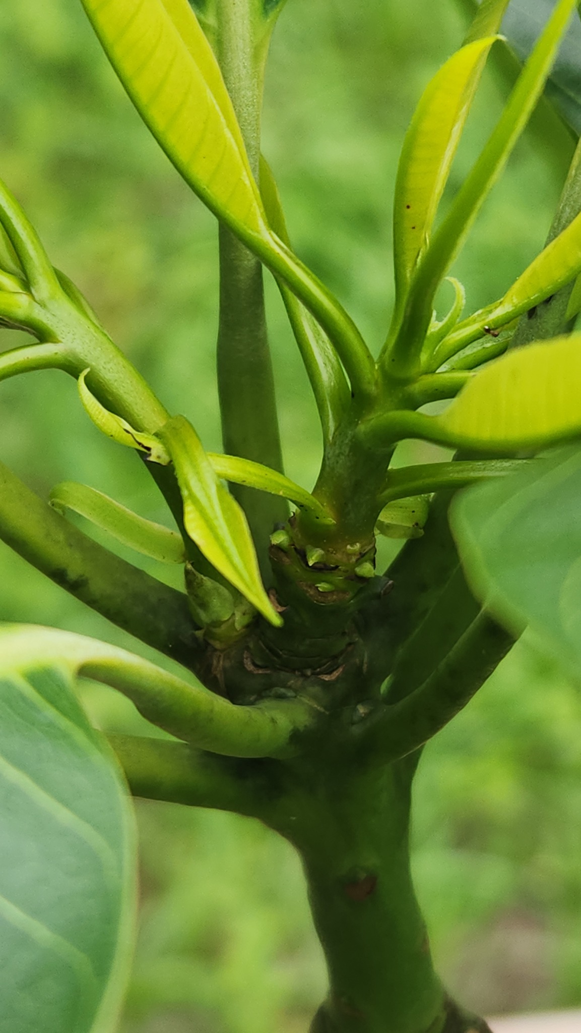 mango3 — Postimages