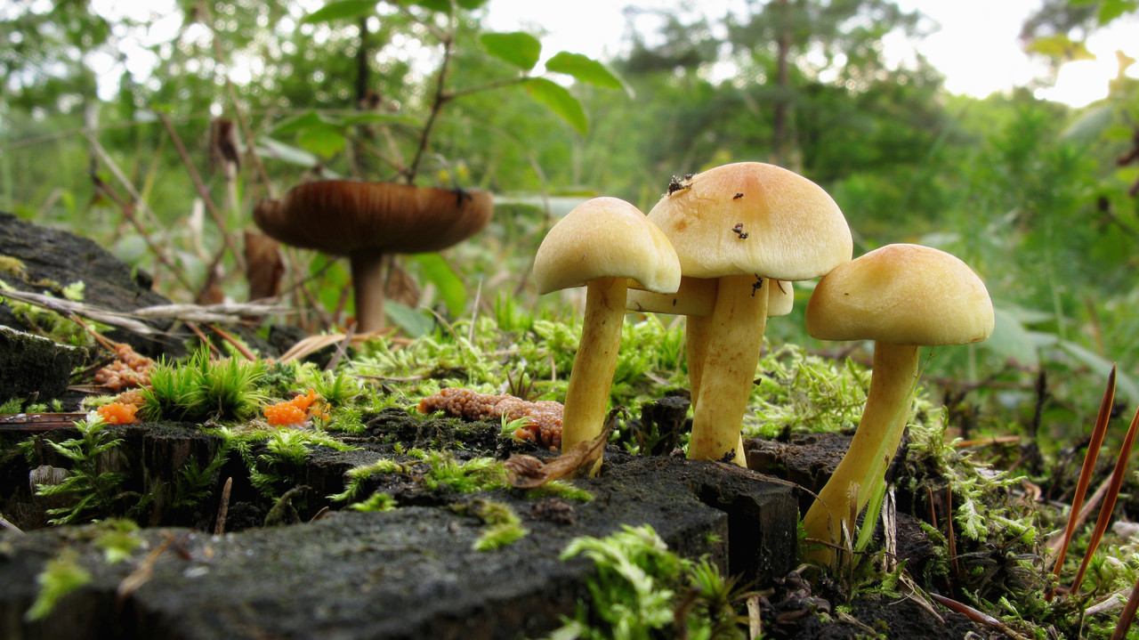 IMG 3742 — Postimages