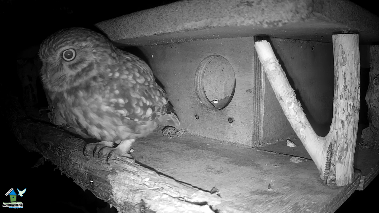 NKL de blik van V — Postimages