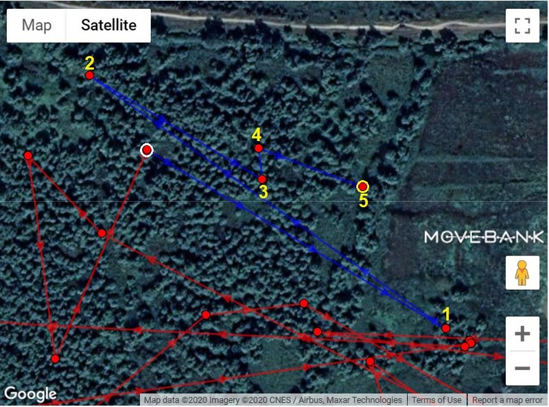Black Stork Tracks - Page 470 - Looduskalender
