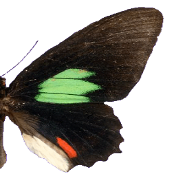 emerald patched cattleheart butterfly1 — Postimages