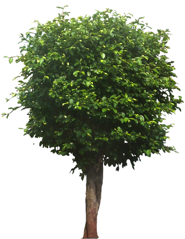 Ficusmcp03 L — Postimages