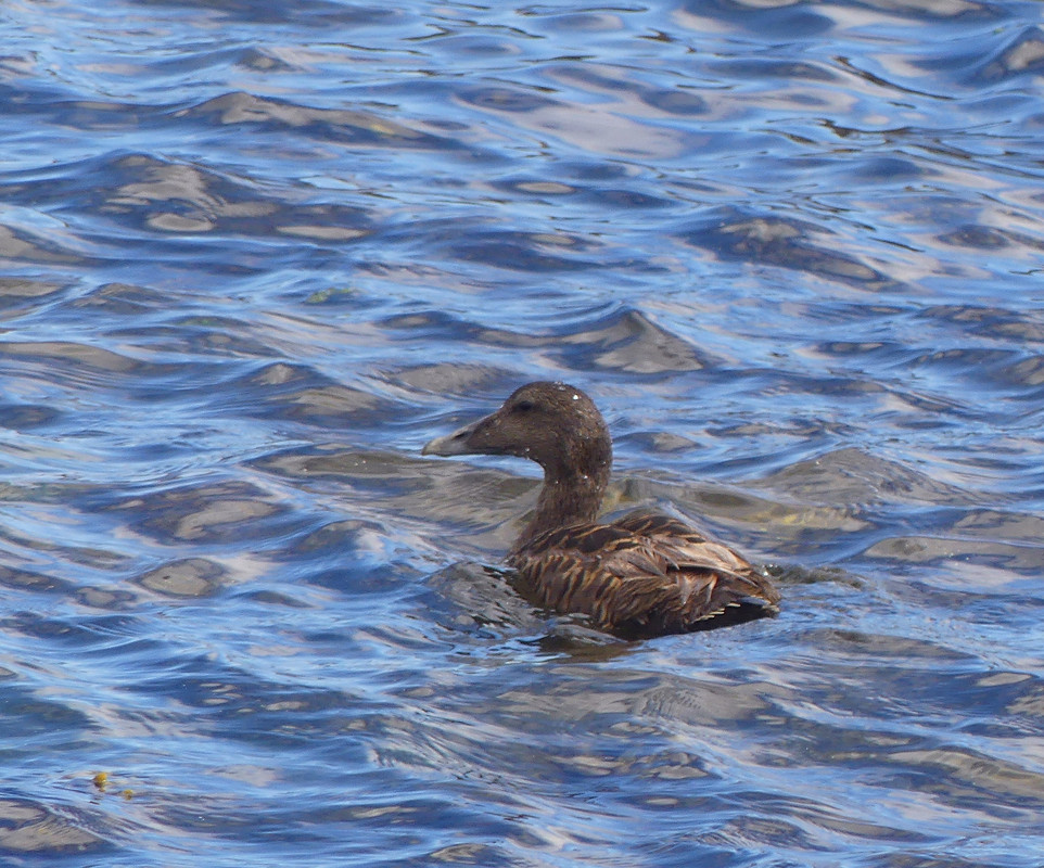 EIDER DUCK 5 040724 — Postimages