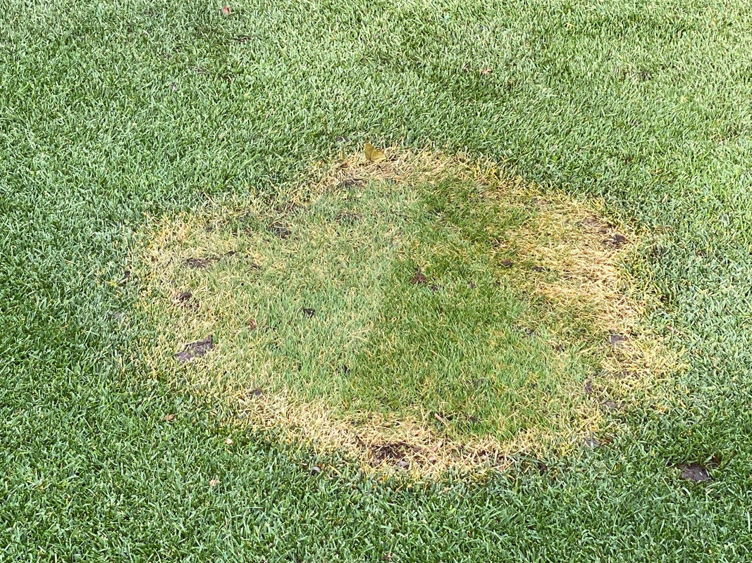 IMG 2174 — Postimages