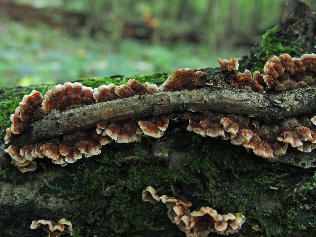 Stereum sp 4 SAE 20170908 — Postimages