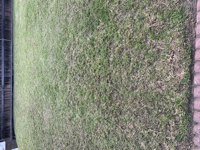 Help with my horrible "lawn" | Lawn Care Forum