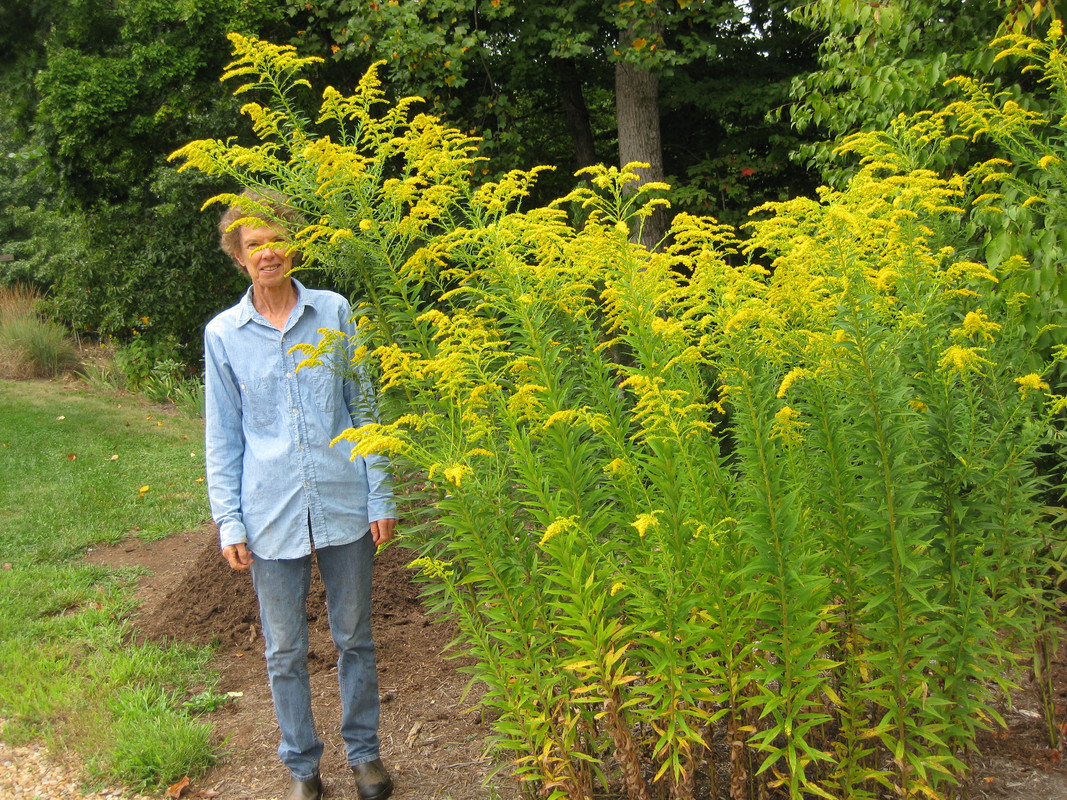 Golden rod — Postimages