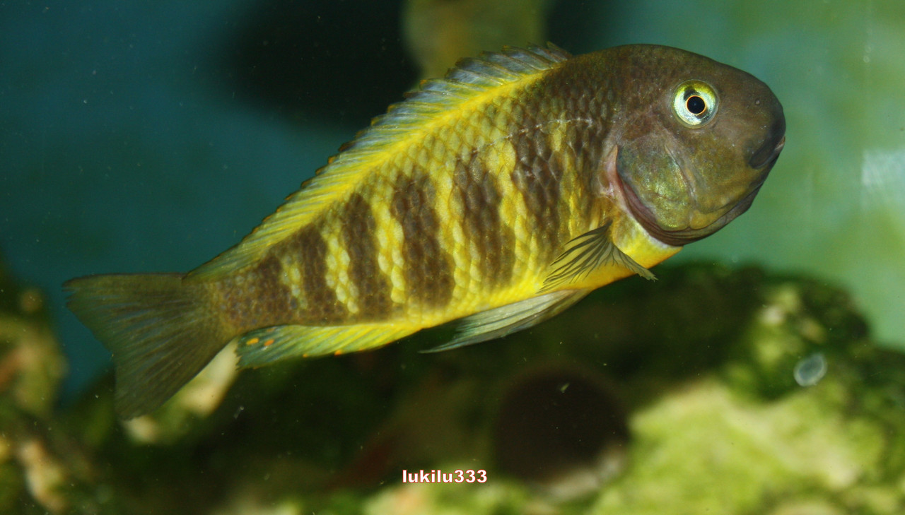 2 P 18 IMG 0832 — Postimages