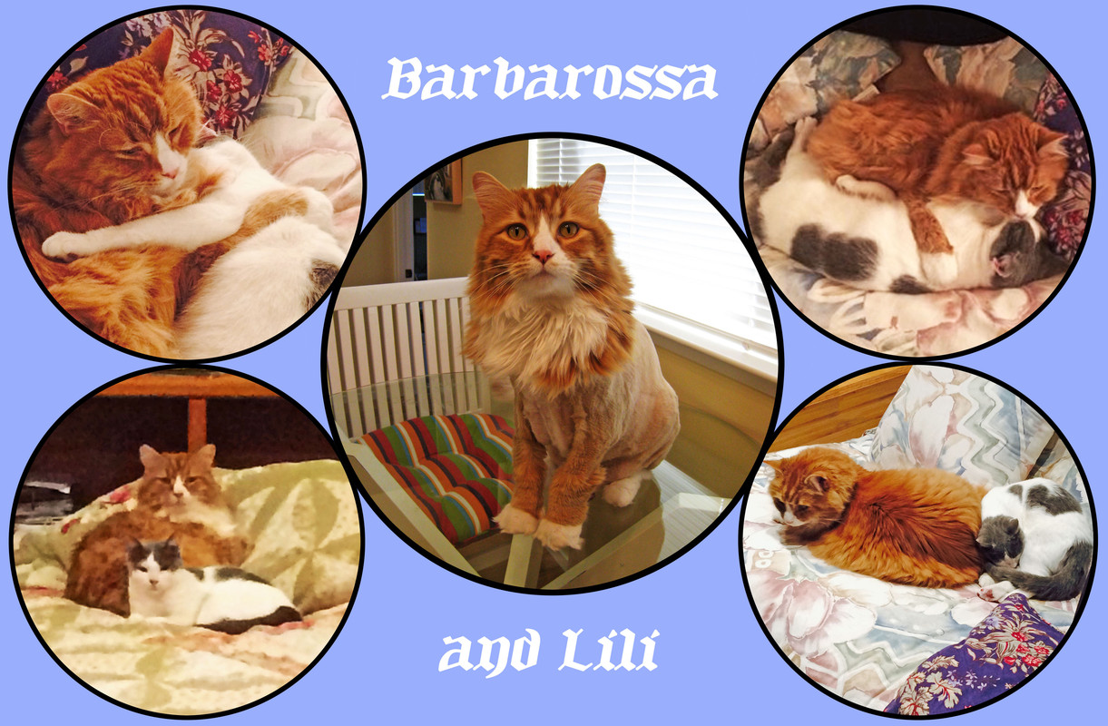 Barbarossa& Lili 5 Shot Card — Postimages