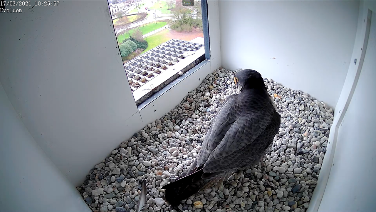 2021 03 17 10 26 03 Window — Postimages