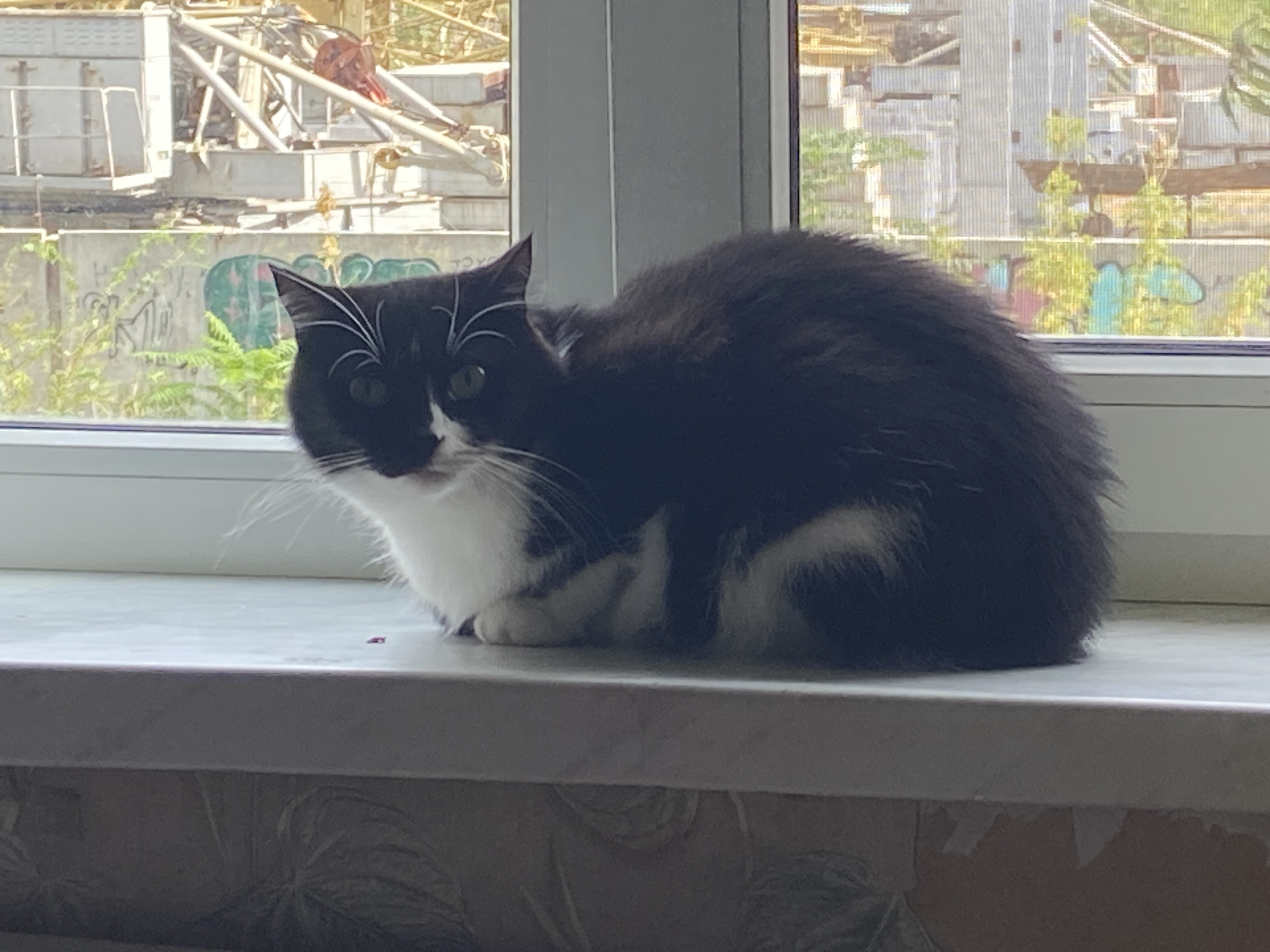 IMG 2938 — Postimages