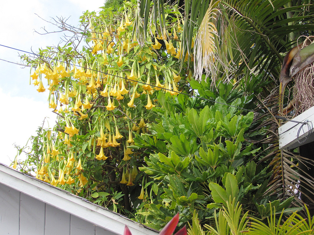 IMG 0816 — Postimages