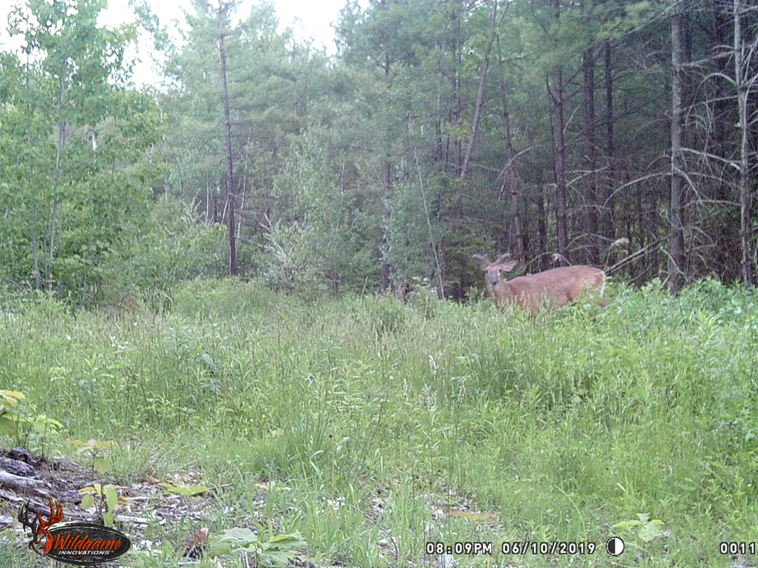 WGI 0011 — Postimages