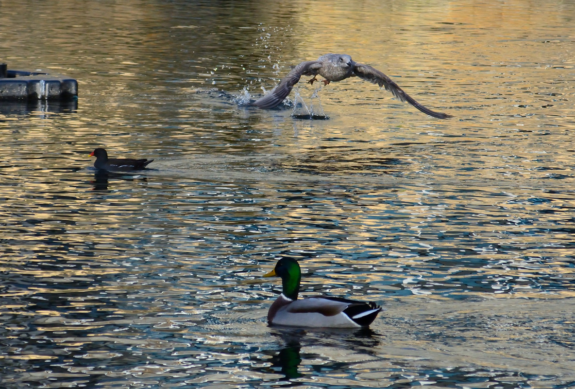 3 in one — Postimages