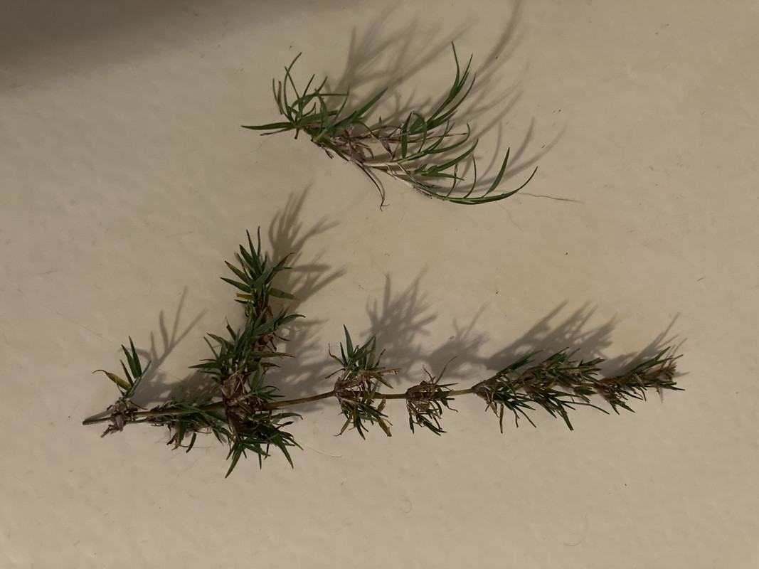 49381211 8 CD2 49 DA 943 F A668 A0488102 — Postimages