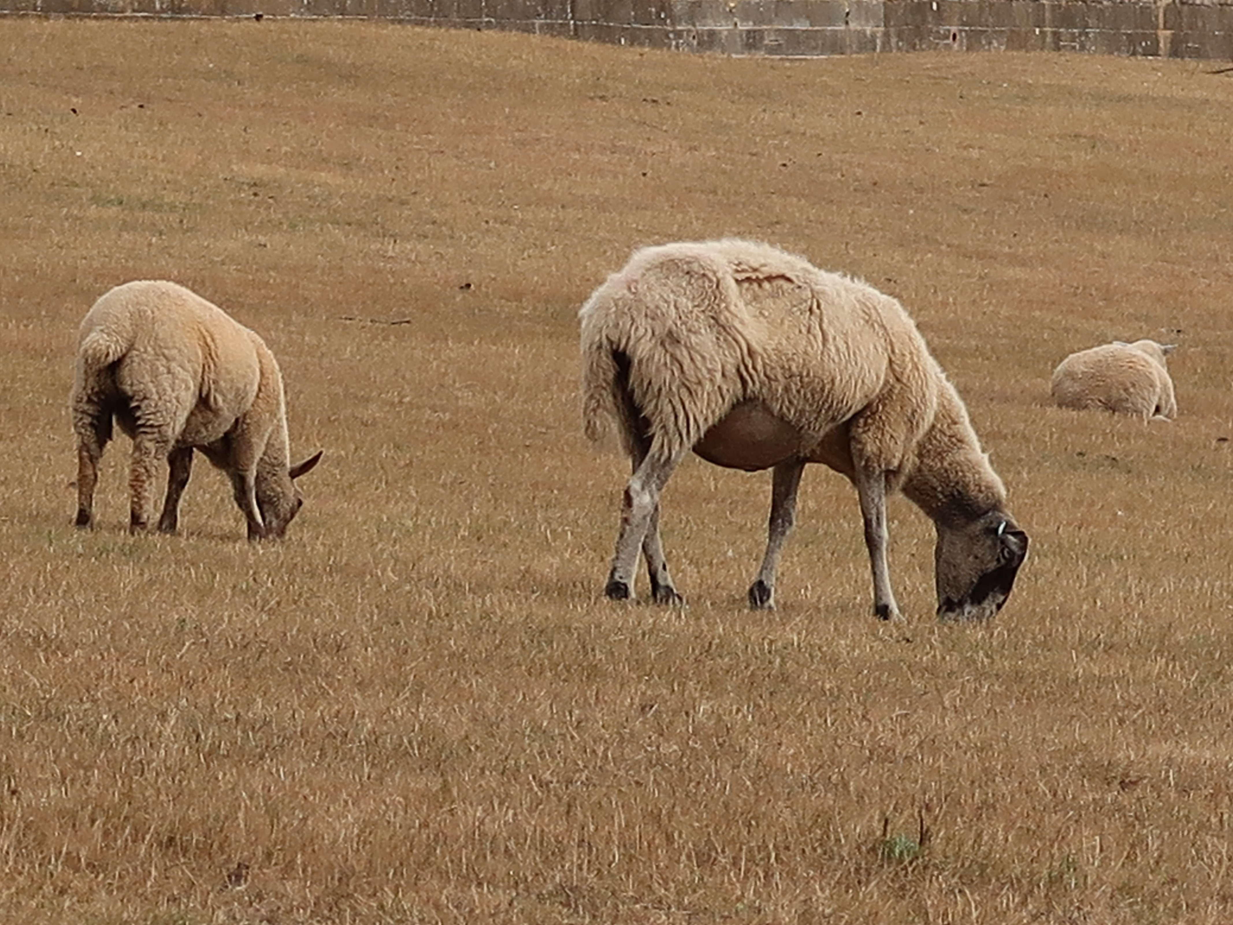 Sheep 084 (2) — Postimages