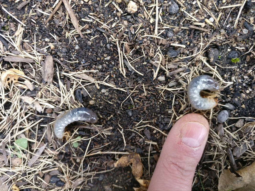 Weird Worm | Lawn Care Forum