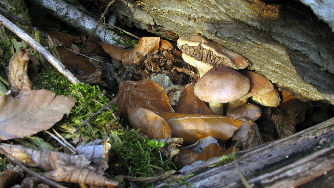 IMG 0745 — Postimages