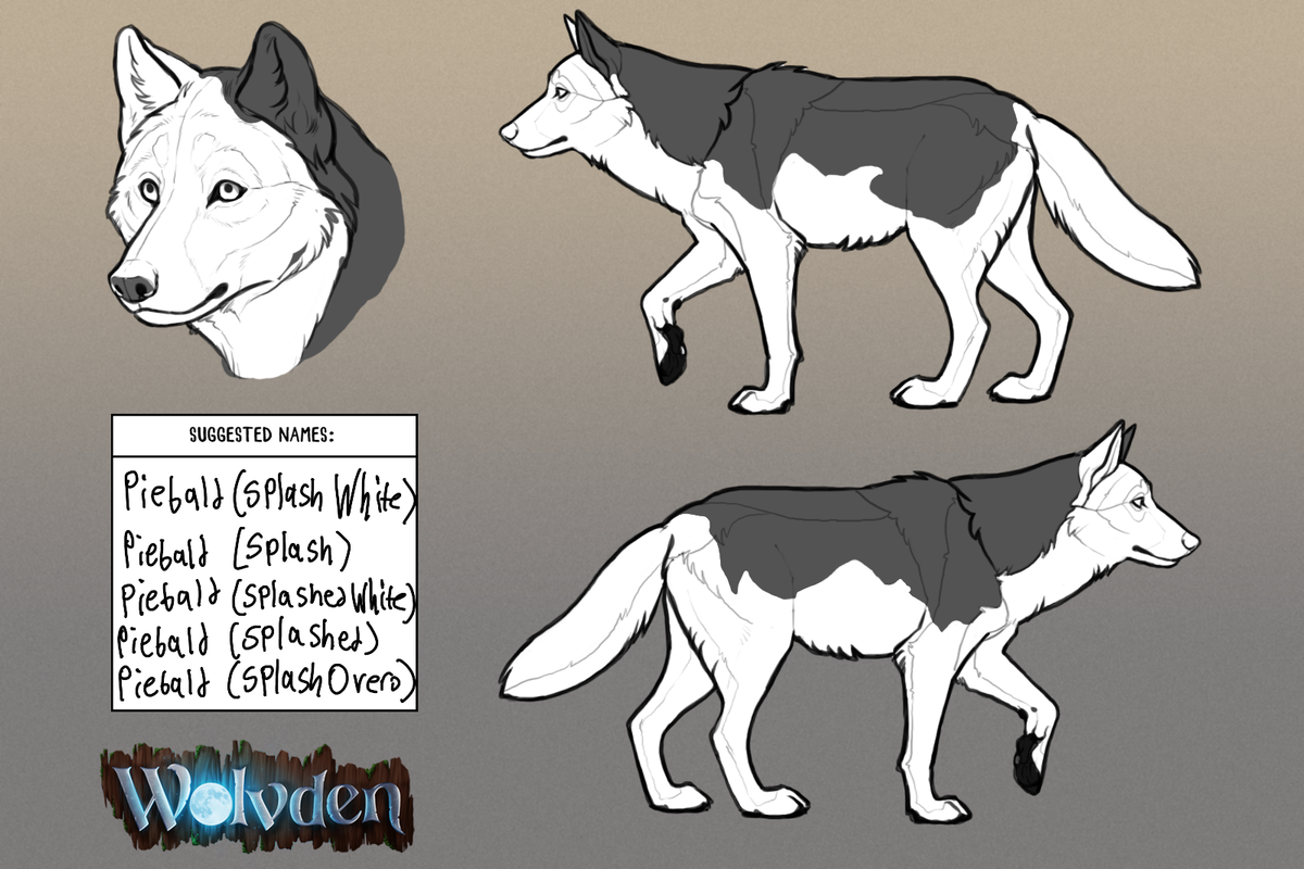 Piebald: Splash White |:| Wolvden