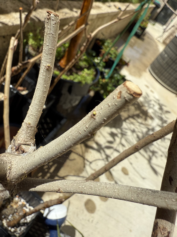 IMG 4468 — Postimages