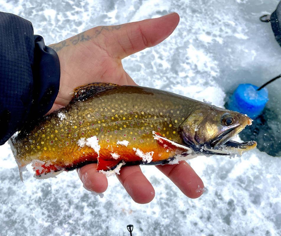 21793 FEA BB99 4 E5 C 8 EDC 2 AA7729 F647 D — Postimages