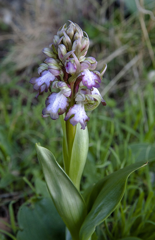 MG 2974 FORO — Postimages