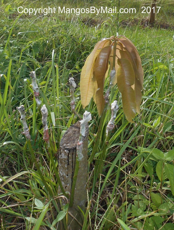 2017 10 21 Mango Grafting Sunrise — Postimages