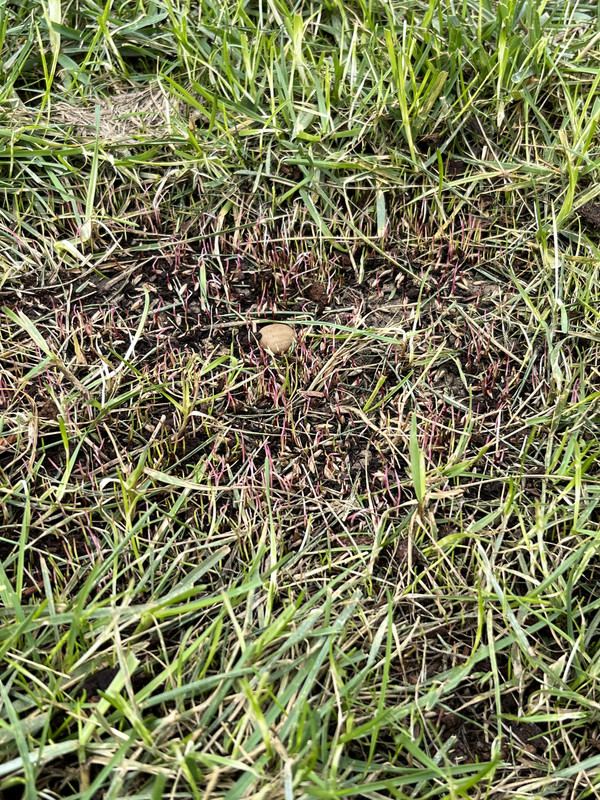 Super Turf I Germination | Lawn Care Forum