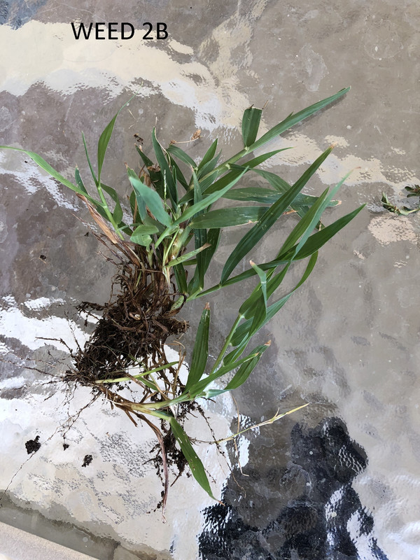 WEED 2B — Postimages