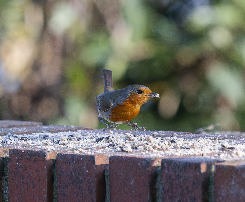 robinz — Postimages