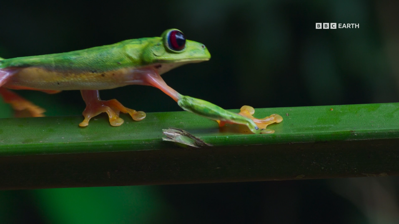 Planet Earth III S01 E04 1080i HDTV MP2 H 264 HBO ts snapshot 00 04 43 ...