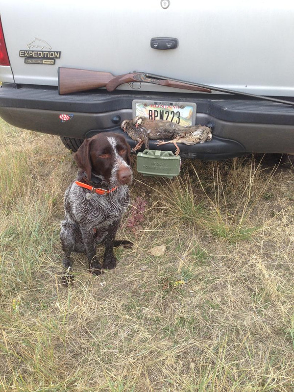 Gus Gumand Birds — Postimages