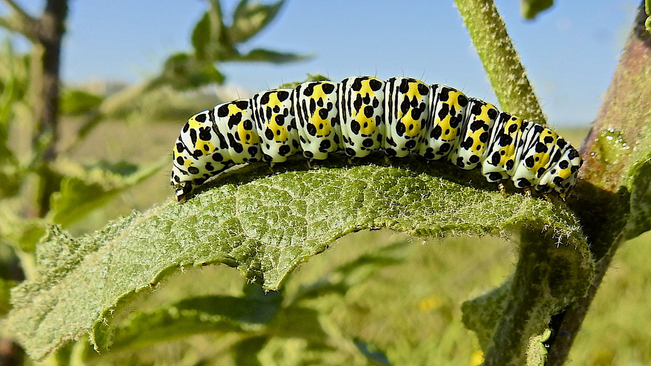 DSCN1012 — Postimages