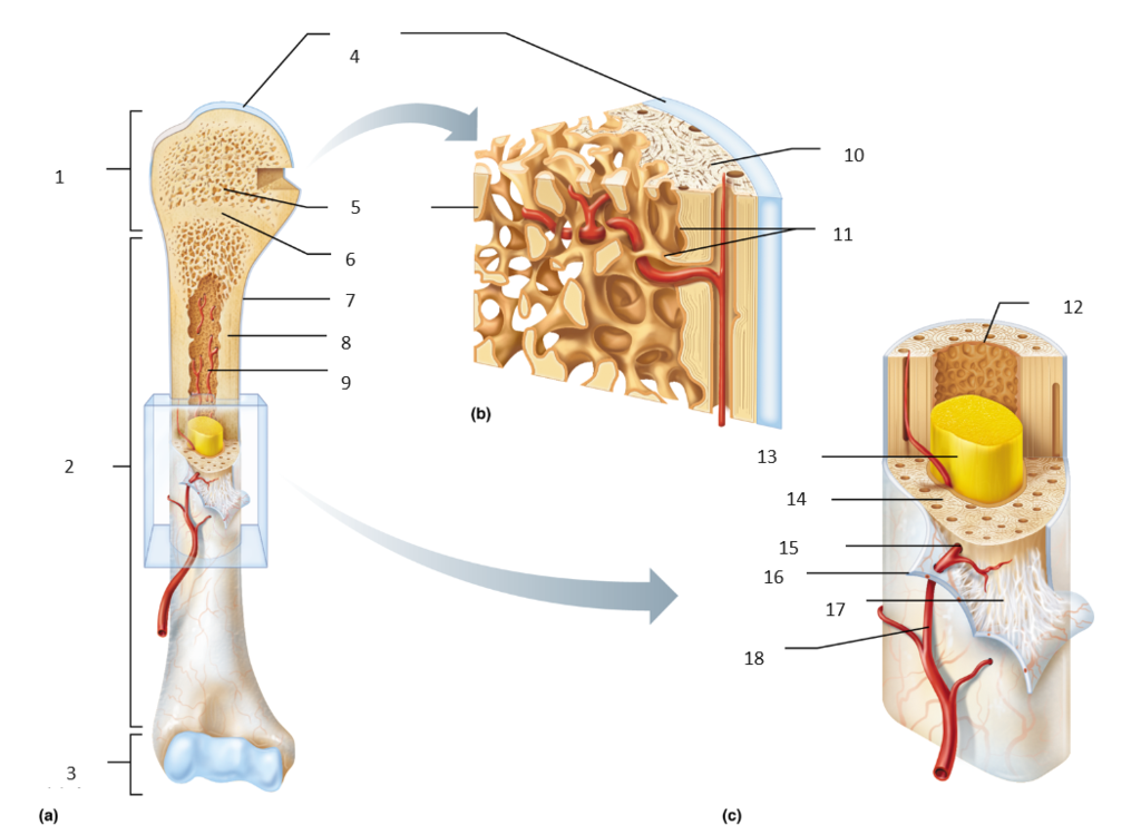 Unit 2 Anatomy Structure Of A Long Bone 6 4 Quiz By Mcr0917