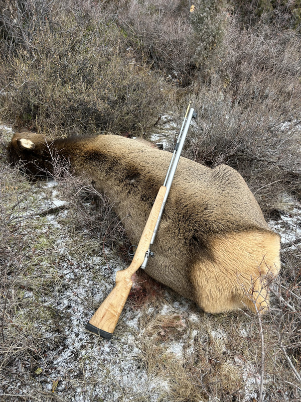 Muzzleloader elk - 24hourcampfire