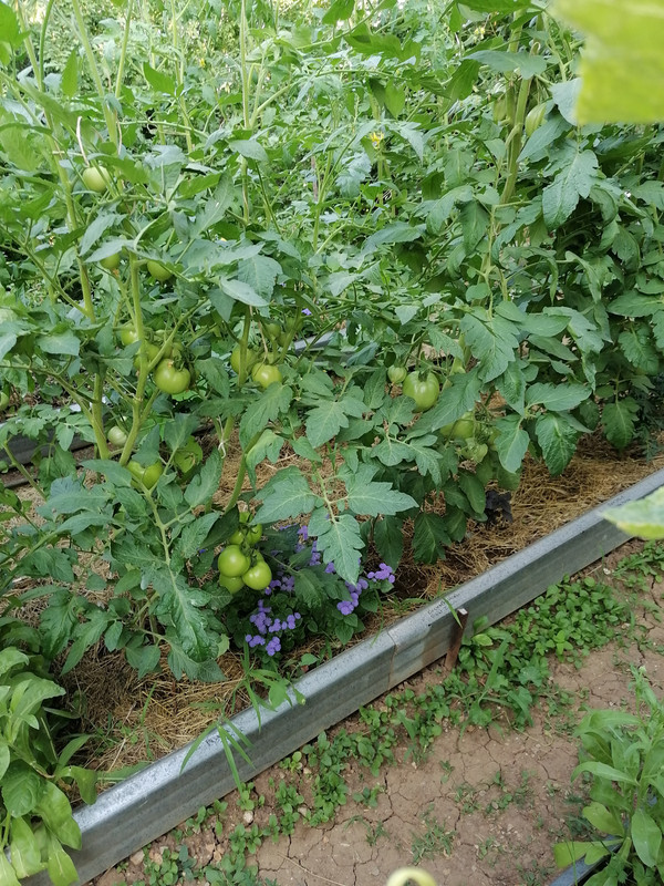 IMG 20210713 192419 — Postimages