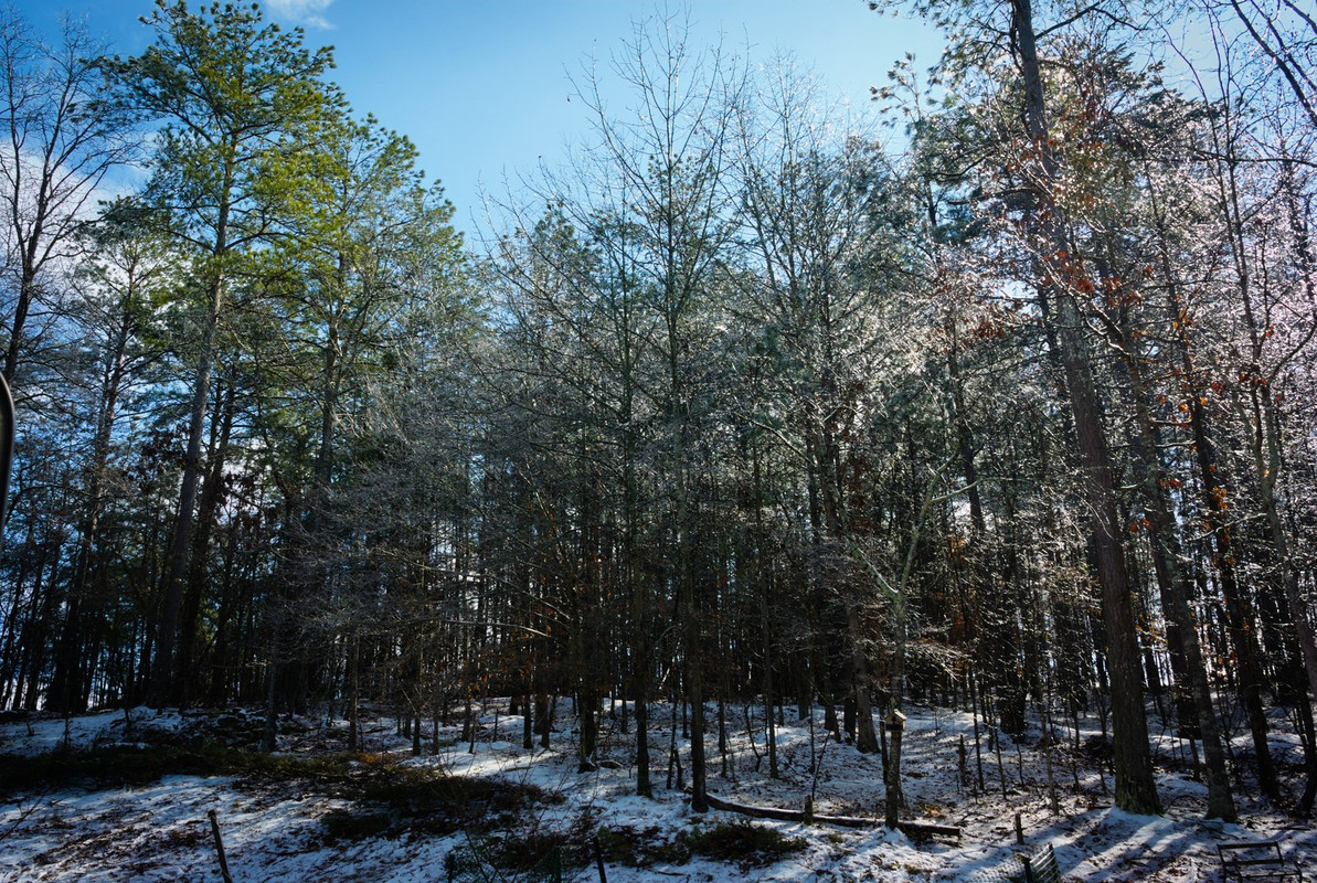 Iced Trees 2 — Postimages