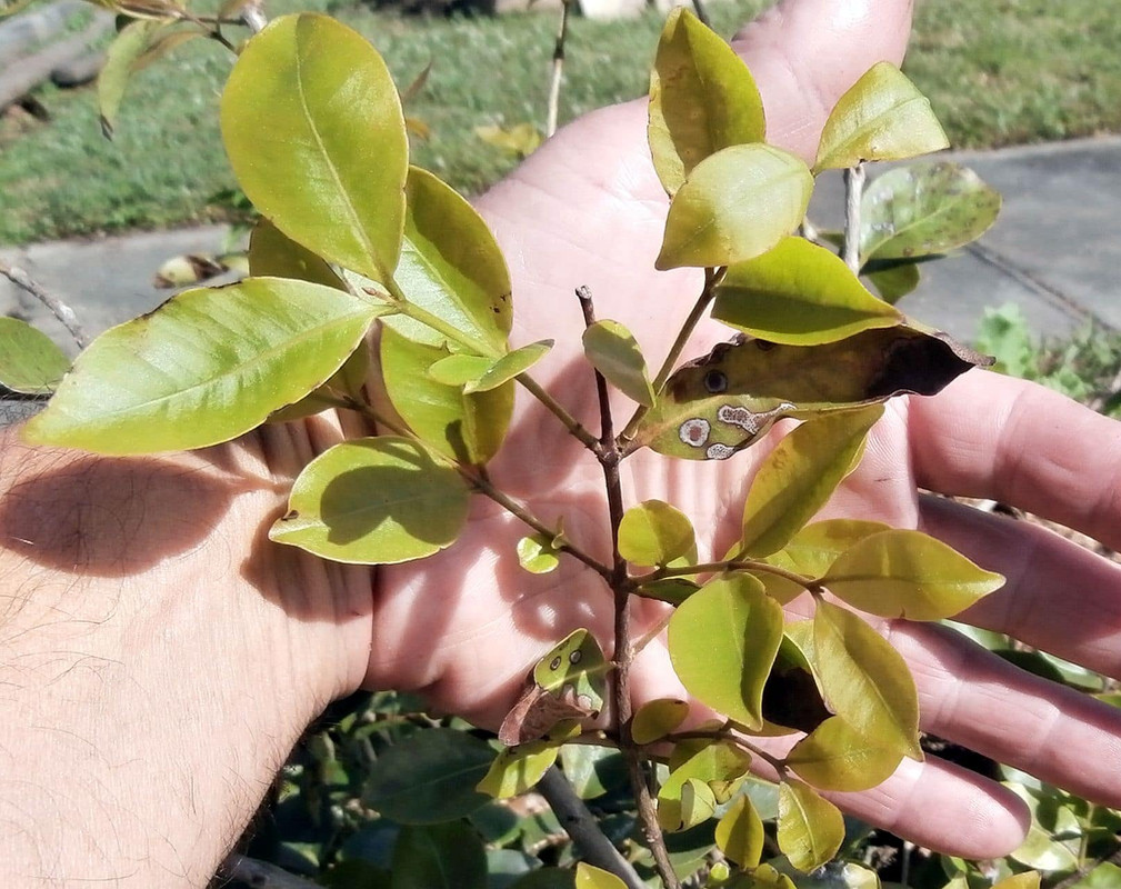 ps id1 — Postimages