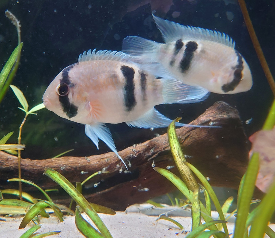 DSC 2192 2 — Postimages