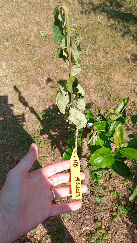 IMG 20230716 151130 638 — Postimages