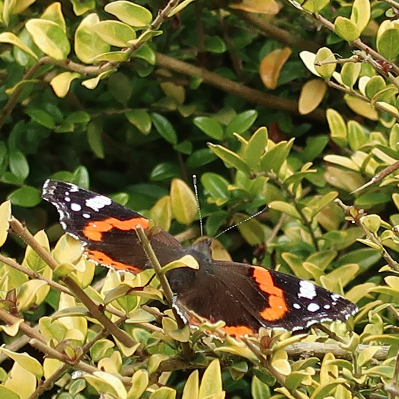 Red Admiral 005 (2) — Postimages