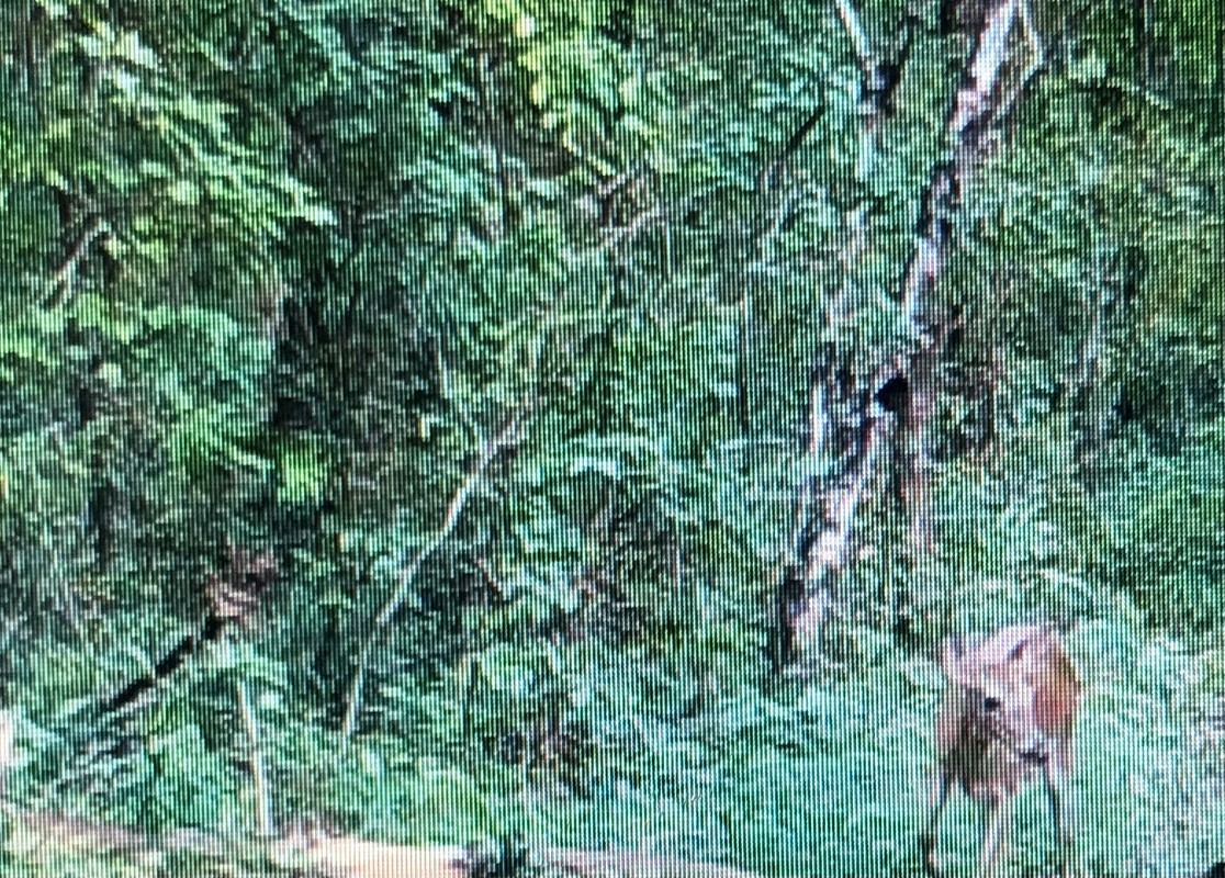 1820 E129 D7 E7 4 B70 8140 0 F175 CE83 E24 — Postimages