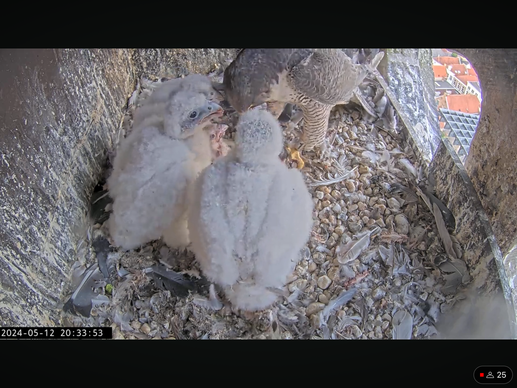 IMG 0798 — Postimages