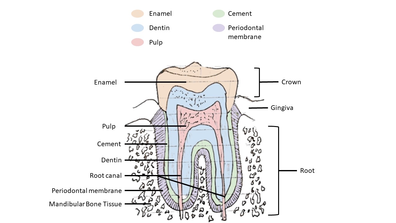 First, use the key choices to label the tooth diagrammed in | Quizlet